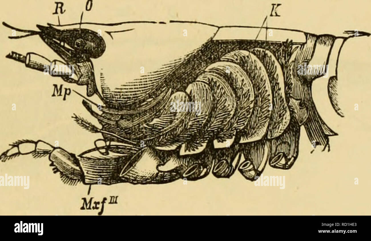 . Elementary text-book of zoology, general part and special part ...