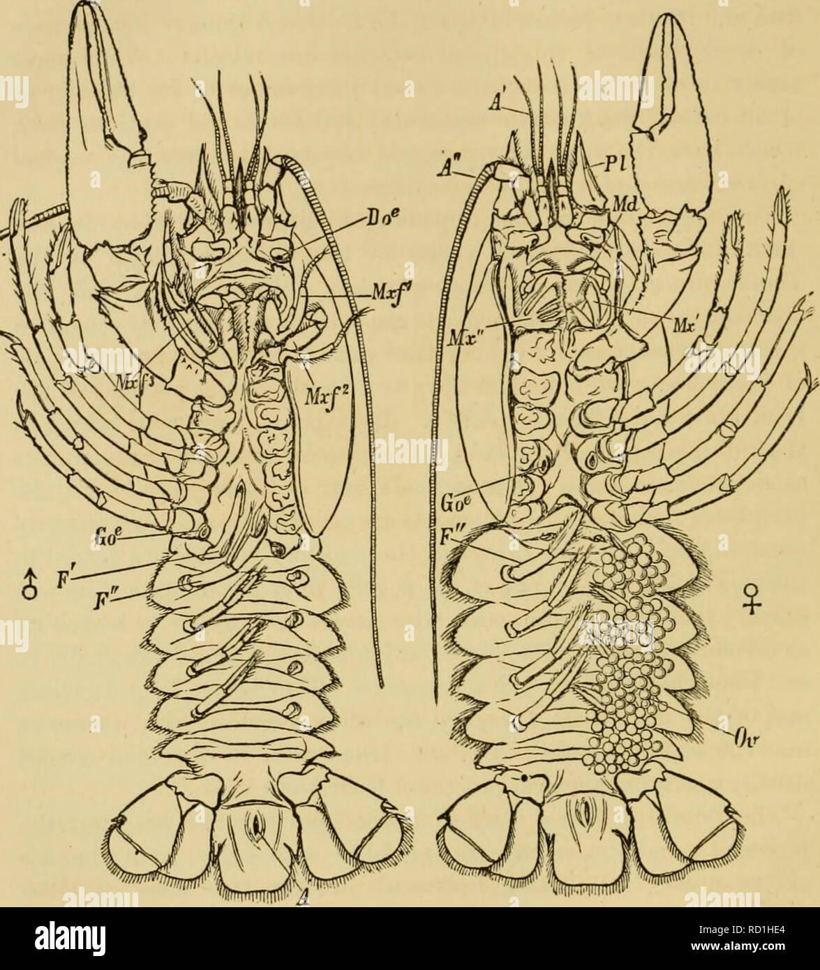 . Elementary text-book of zoology, general part and special part ...