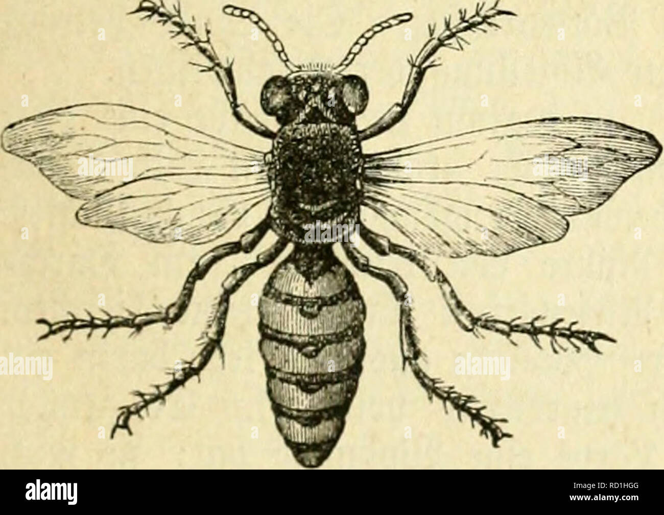 . Das buch von der biene. Bees; Bee culture. Sie SBienenfetnbe. 205 %kd ...