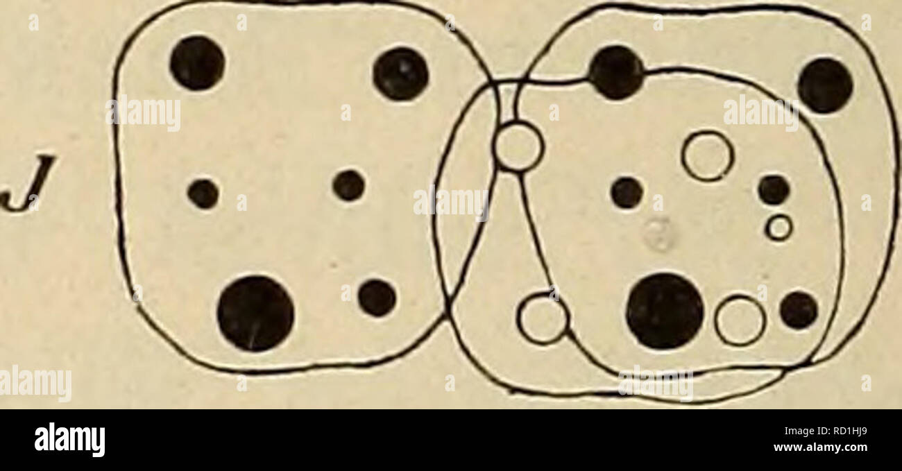 . Das Gebiss des Menschen und der Anthropomorphen; vergleichend ...