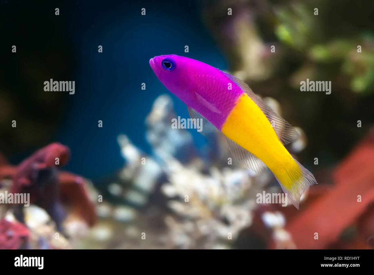 Close-up of a tropical fish swimming underwater, Indonesia Stock Photo ...