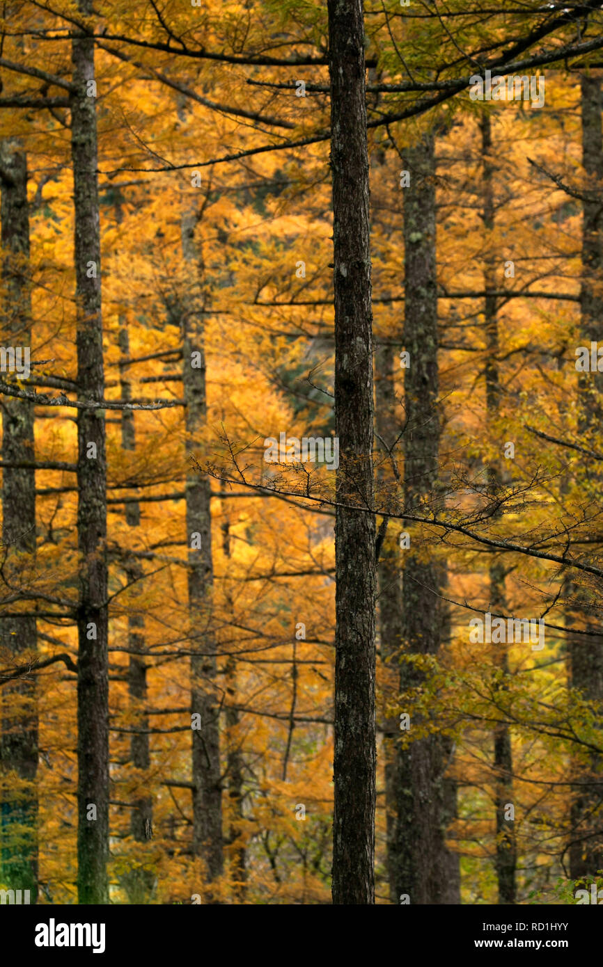 Close-up of autumn trees, Japan Stock Photo - Alamy