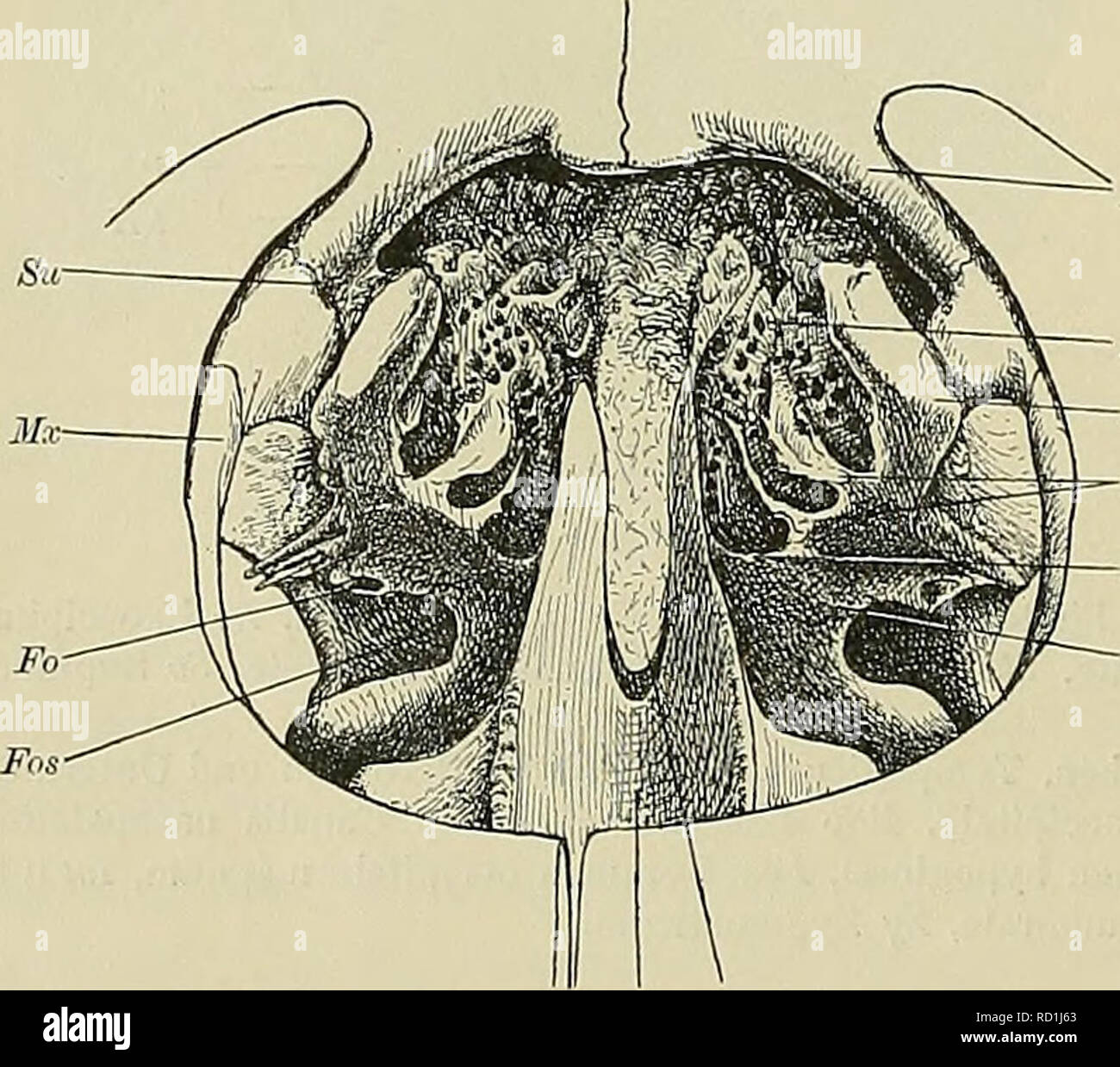 Occipitale temporale parietale hi-res stock photography and images - Alamy
