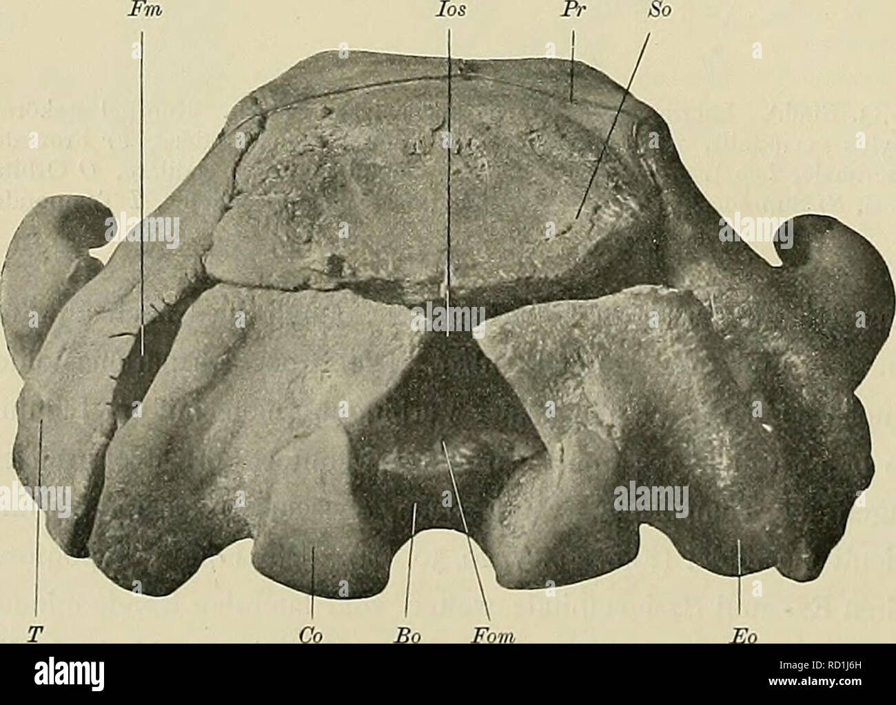 Occipitale temporale parietale hi-res stock photography and images - Alamy