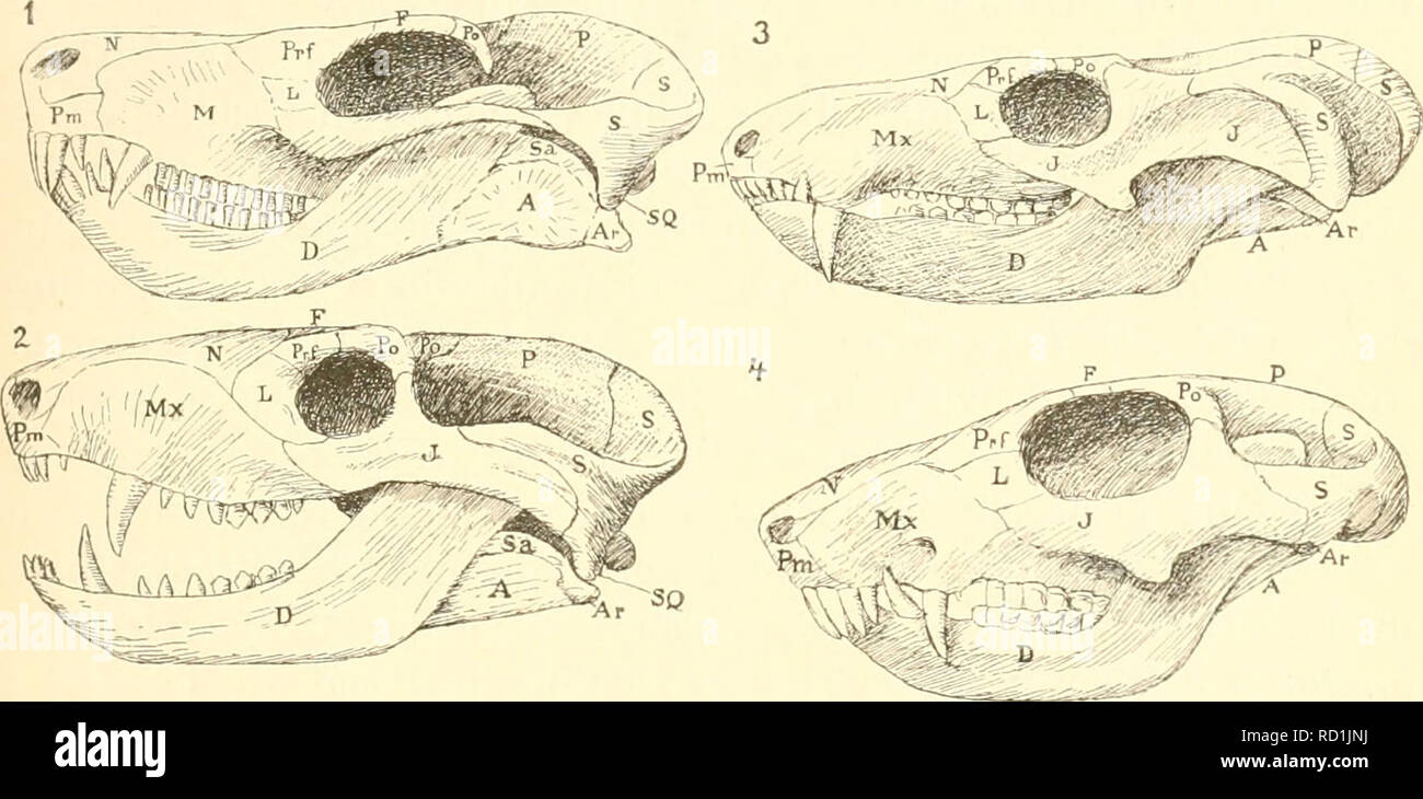 . Dansk ornithologisk forenings tidsskrift. Birds; Birds. 51 tiden, i ...