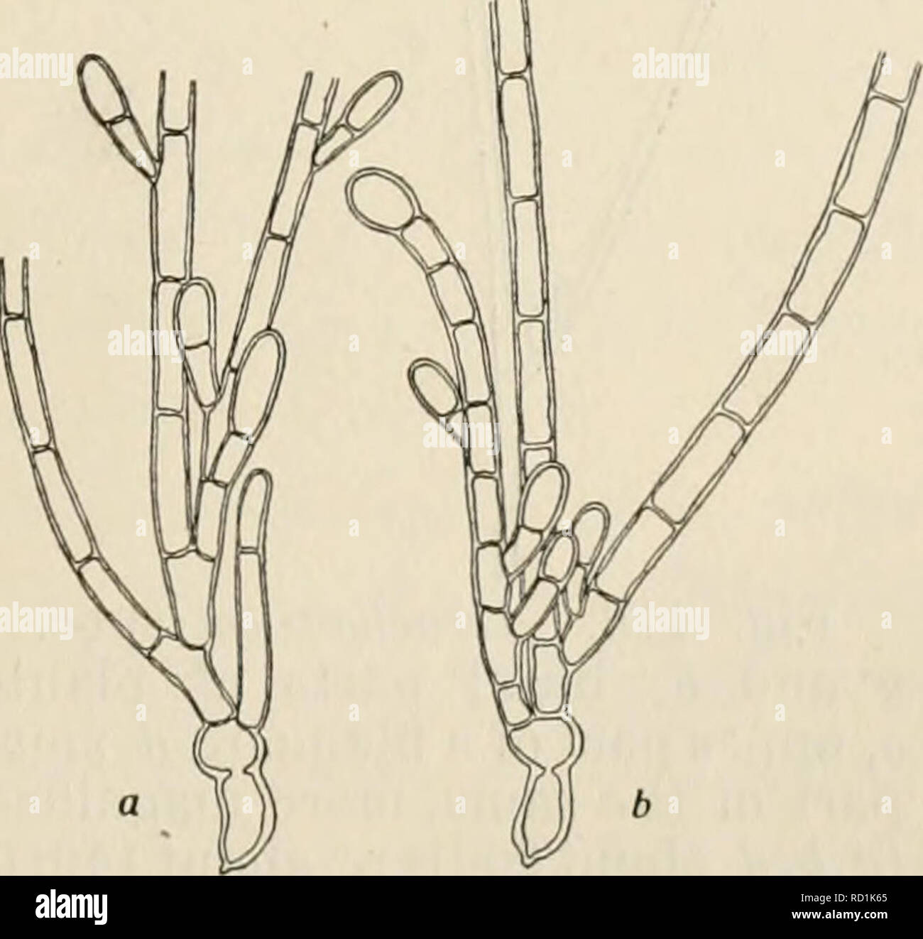 Two Uppermost Branches High Resolution Stock Photography and Images - Alamy