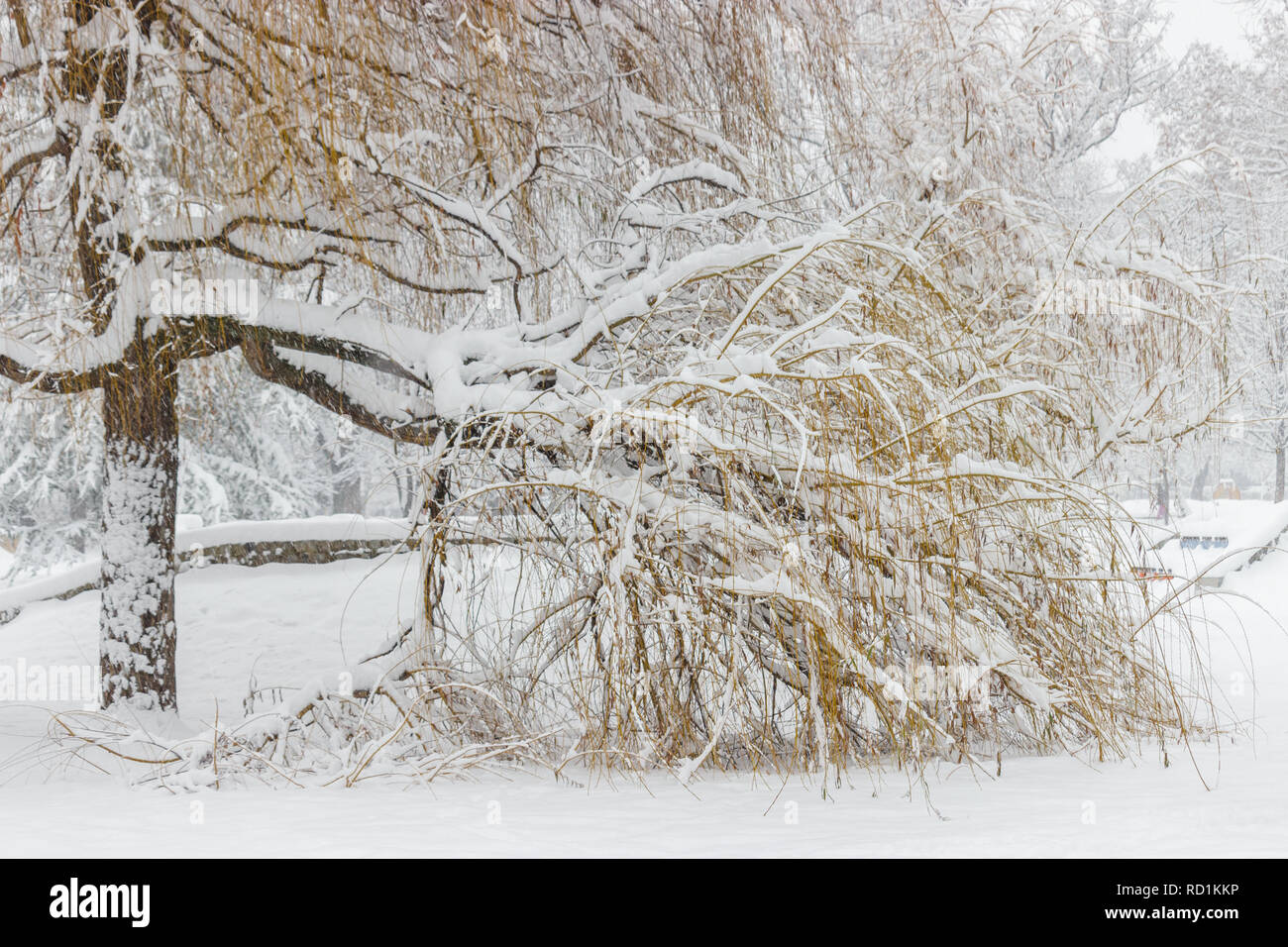 Weeping willow covered with snow.Beautiful winter scene Stock Photo - Alamy