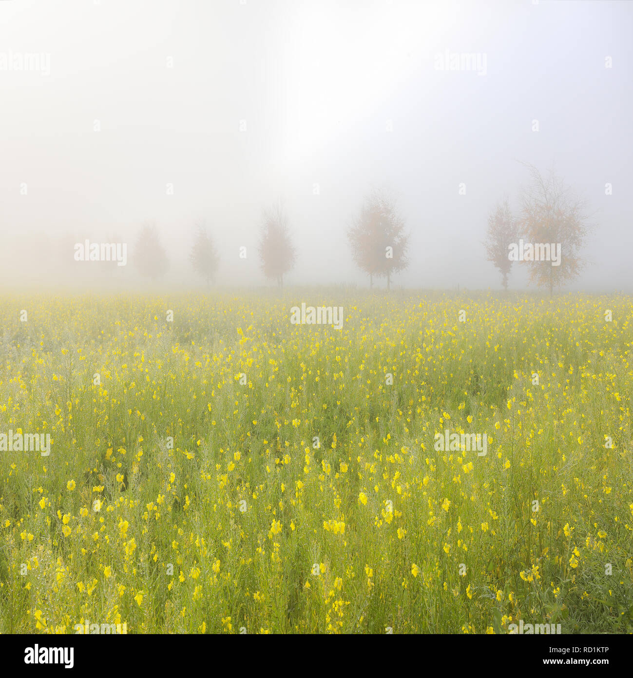 Tree's lining a Rapeseed field, County Cork, Ireland Stock Photo - Alamy