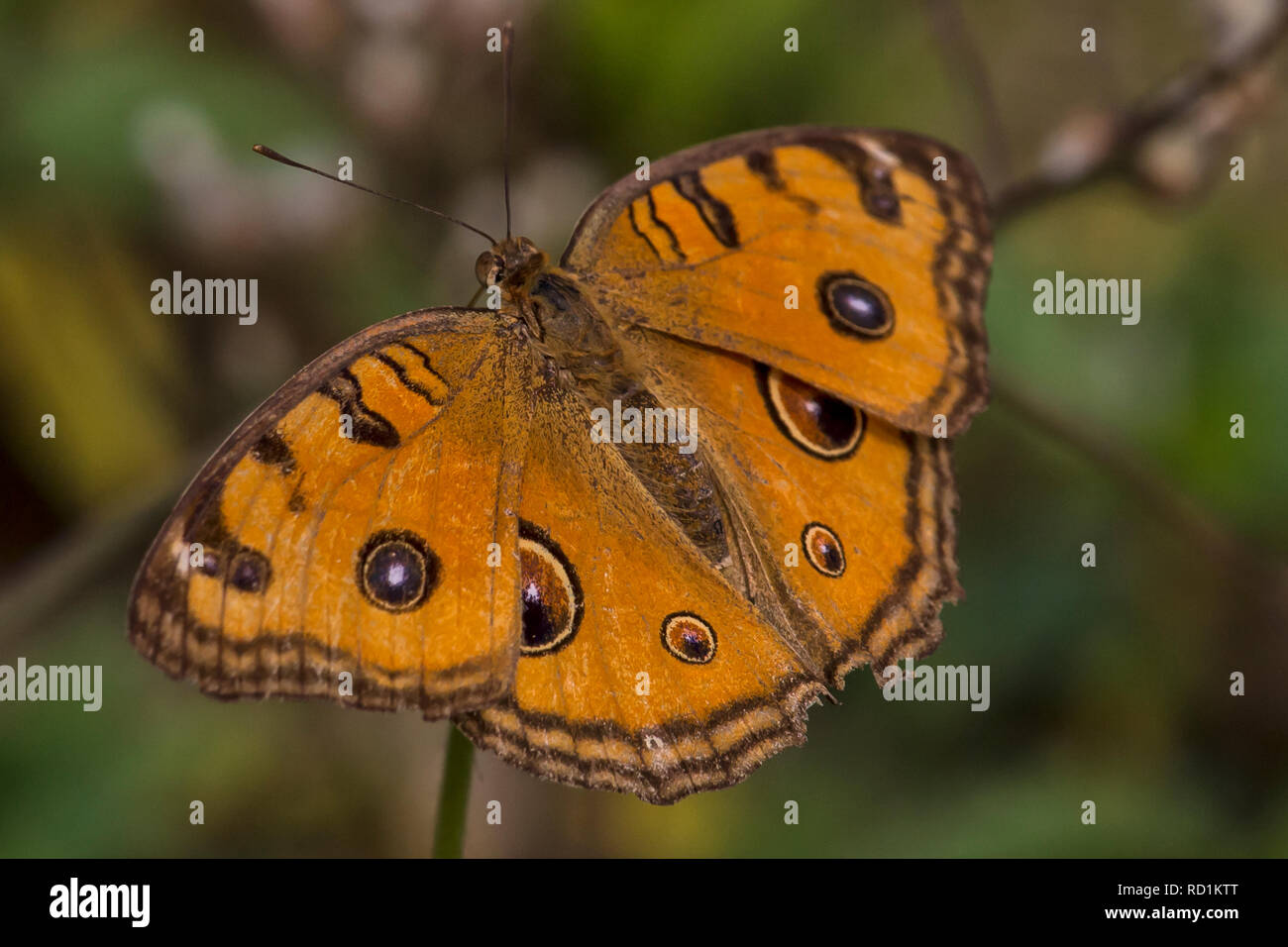 Close-up of a butterfly, Indonesia Stock Photo - Alamy