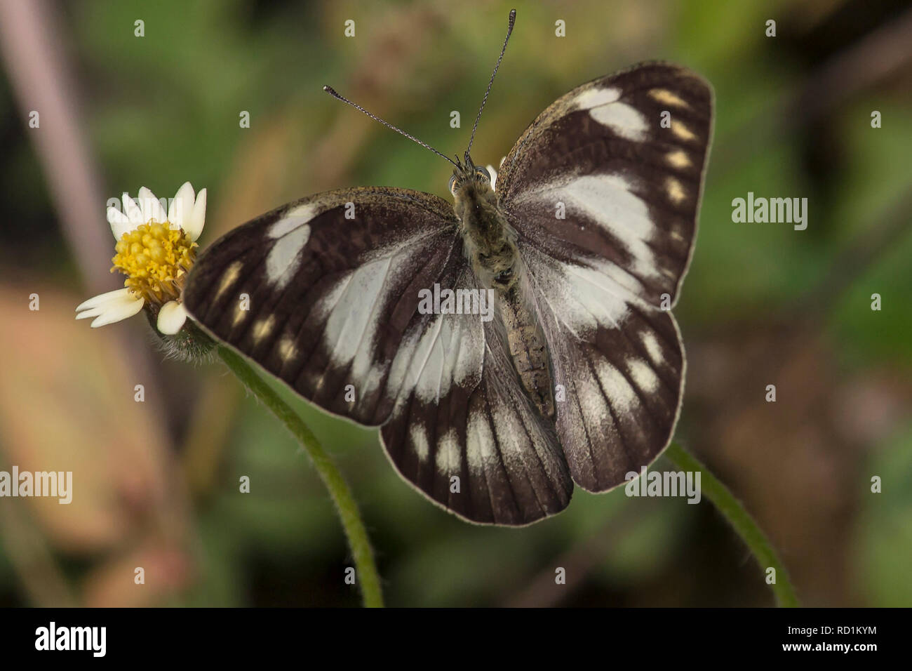 Close-up of a butterfly, Indonesia Stock Photo - Alamy