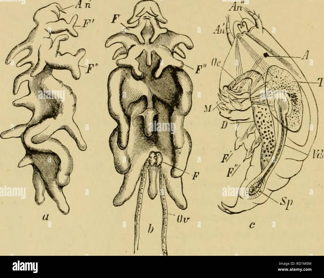Female brood pouch hi-res stock photography and images - Alamy