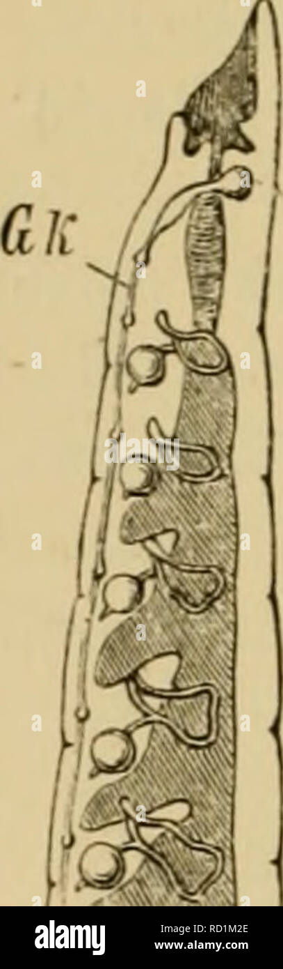 Lion embryo hi-res stock photography and images - Alamy