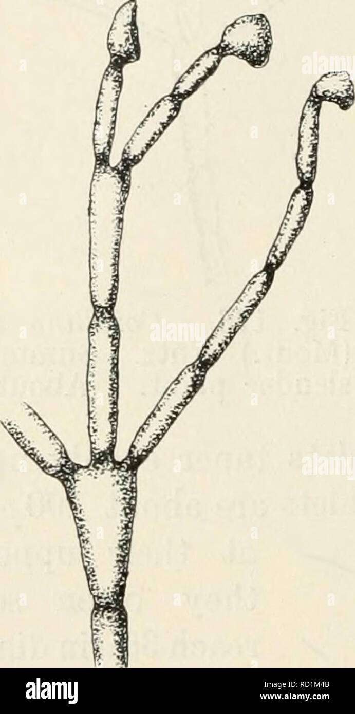 . Dansk botanisk arkiv. Plants; Plants -- Denmark. 190 Dansk Botanisk ...