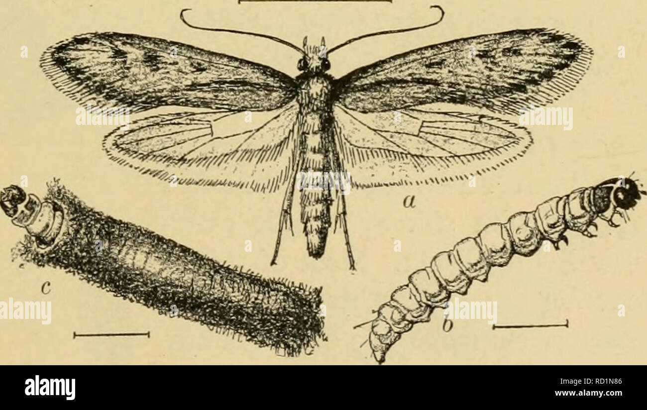 . Elementary entomology. Entomology. Fig. 2S6. The cigar case-bearer ...