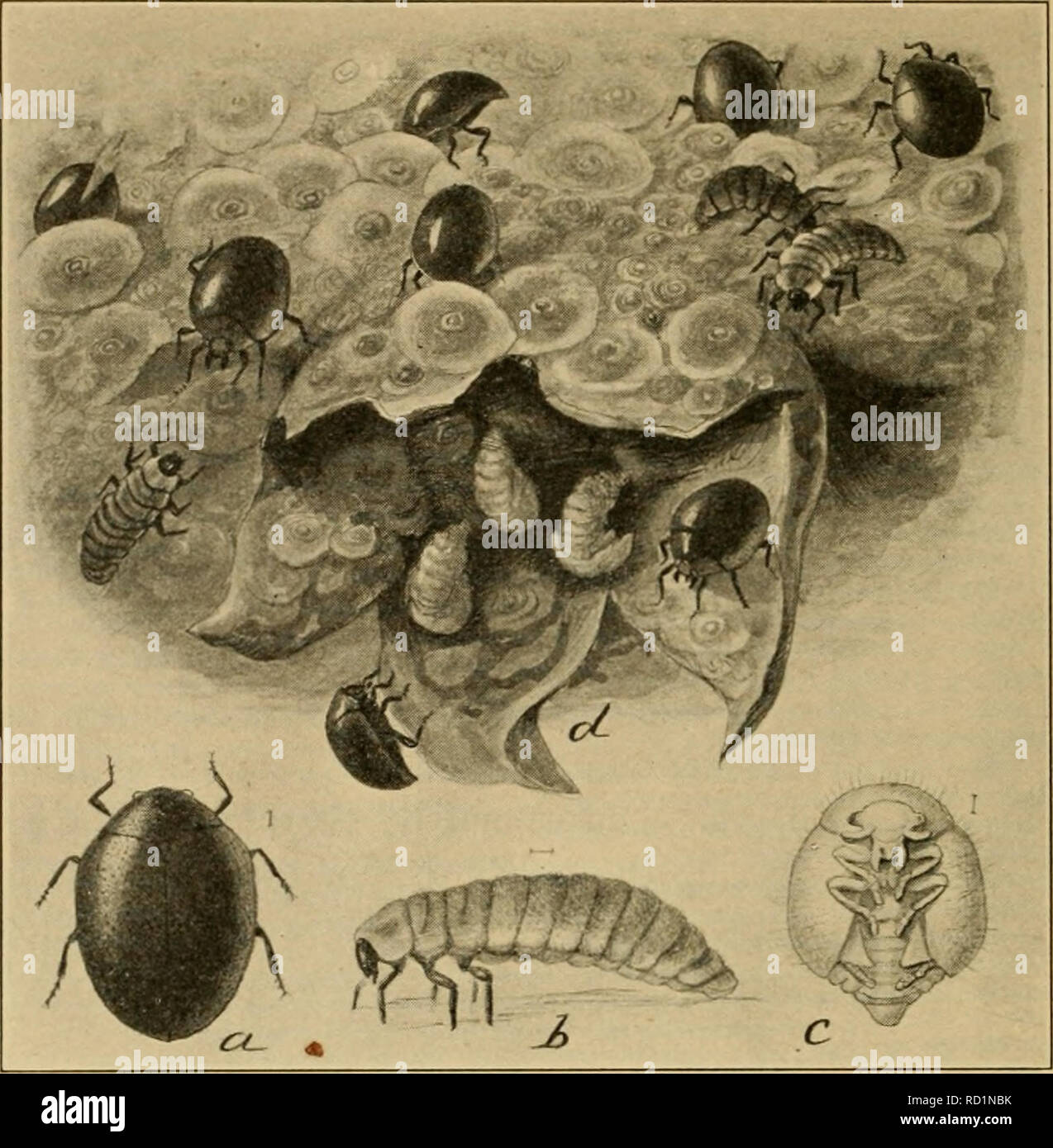. Elementary entomology. Entomology. Fig. 241. Microweisea misella, a small black ladybird ...