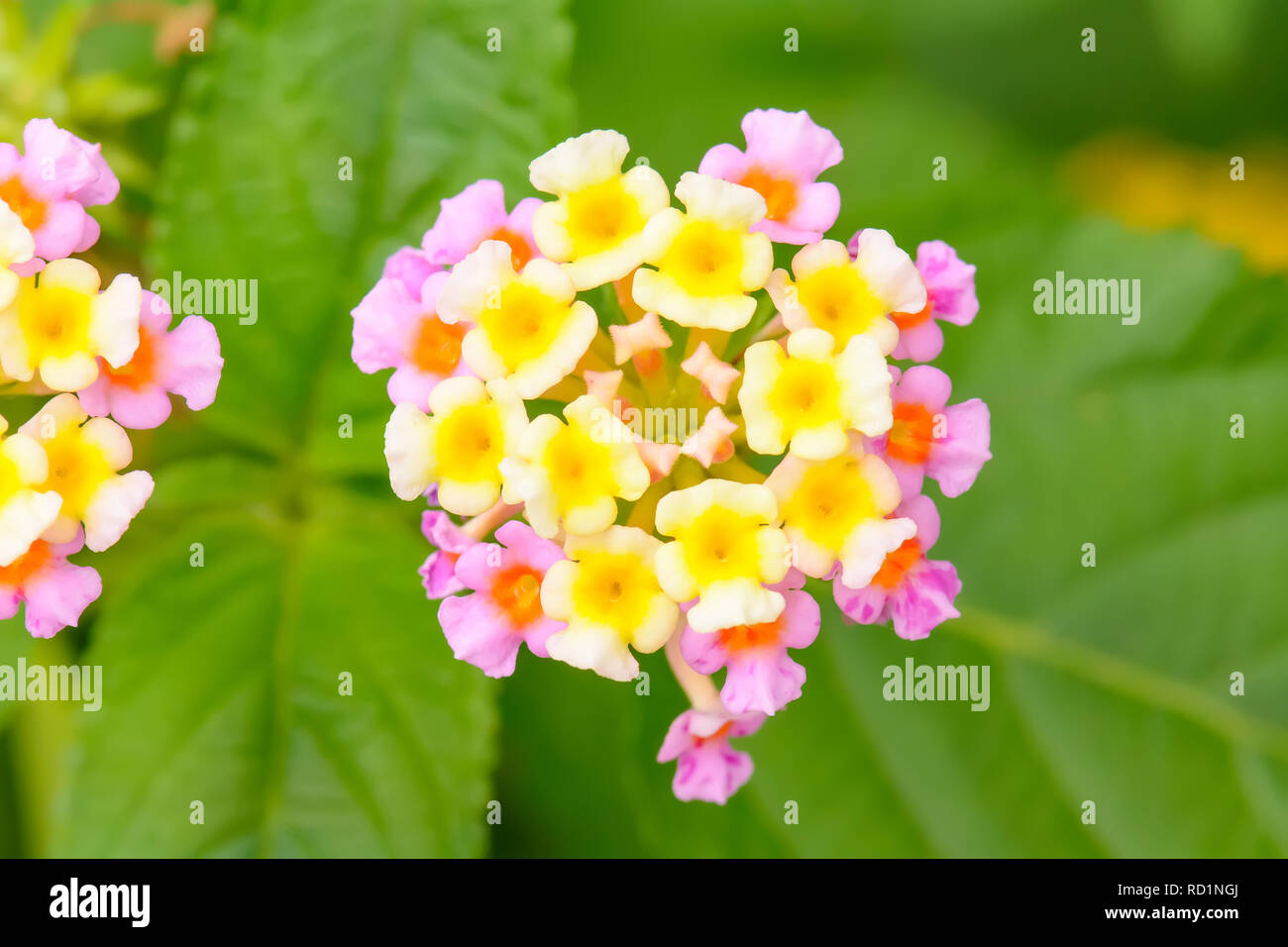 The flowers are beautiful and refreshing. Its beautiful Stock Photo - Alamy