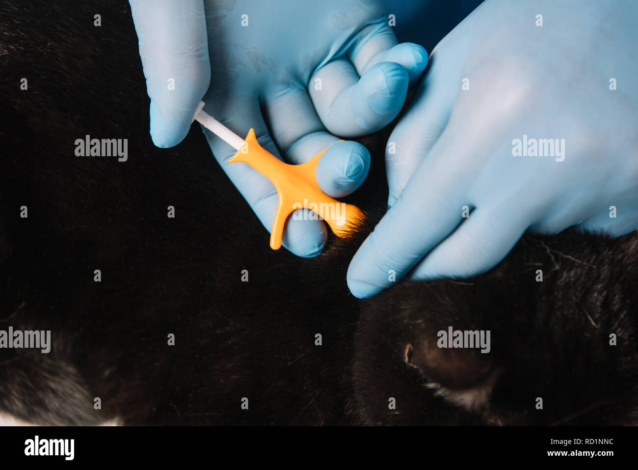 close up of veterinarian holding fur of black cat and making ...