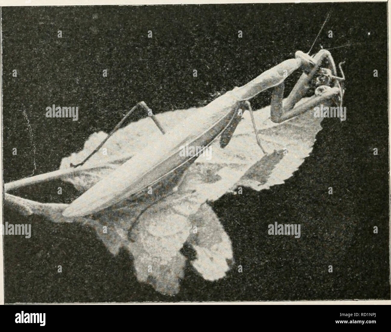 Grasshopper egg pod hi-res stock photography and images - Alamy