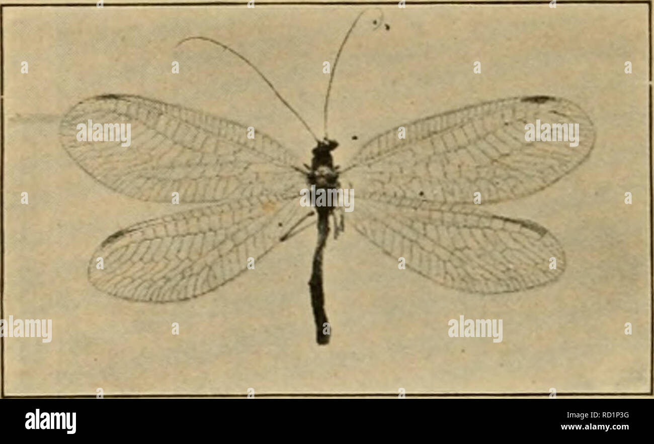 . Elementary entomology. Entomology. 92 ELEMENTARY ENTOMOLOGY The aphis ...