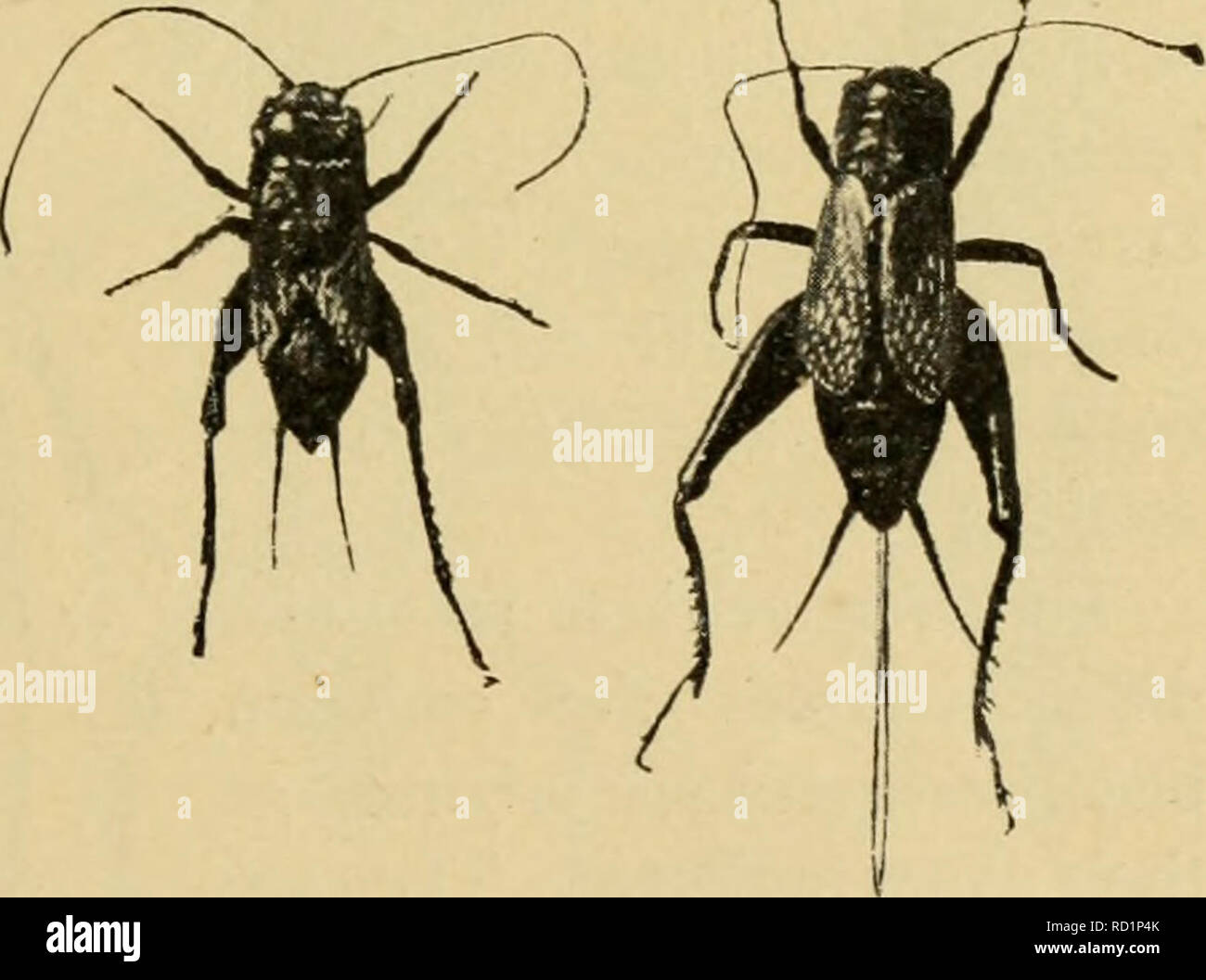 . Elementary entomology. Entomology. FiG. 106. The western cricket ...
