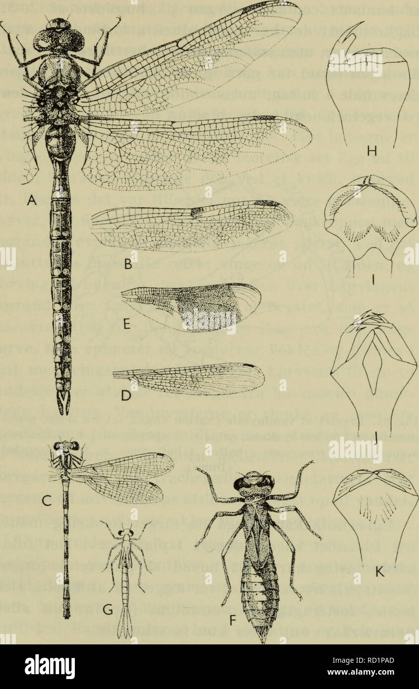 Libellula e hi-res stock photography and images - Alamy