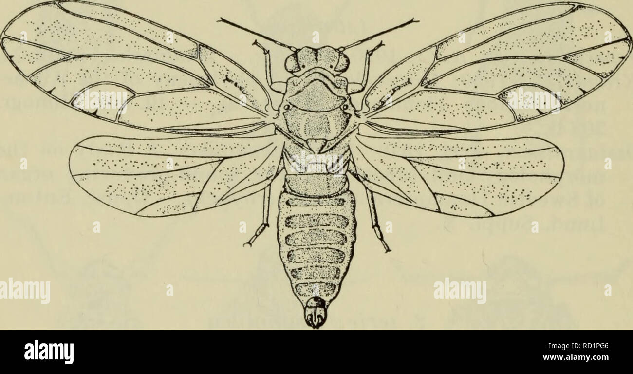 Traege d hi-res stock photography and images - Alamy