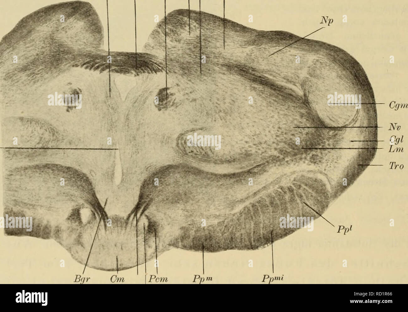 Commissura posterior hi-res stock photography and images - Alamy