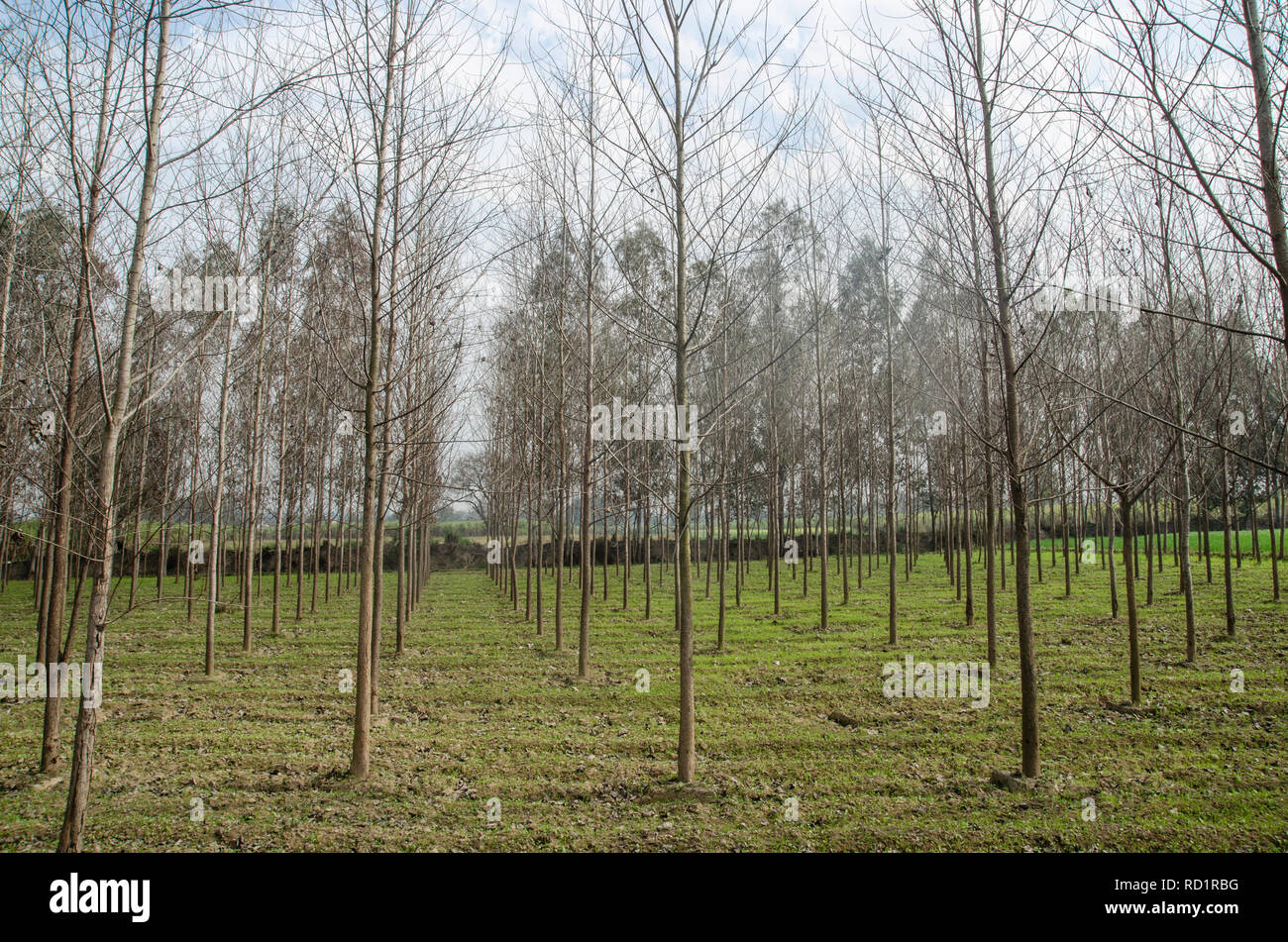 Rows of Poplar tree in a paddy field in Uttarakhand Stock Photo - Alamy