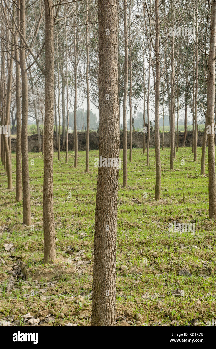 Rows of Poplar tree in a paddy field in Uttarakhand Stock Photo - Alamy