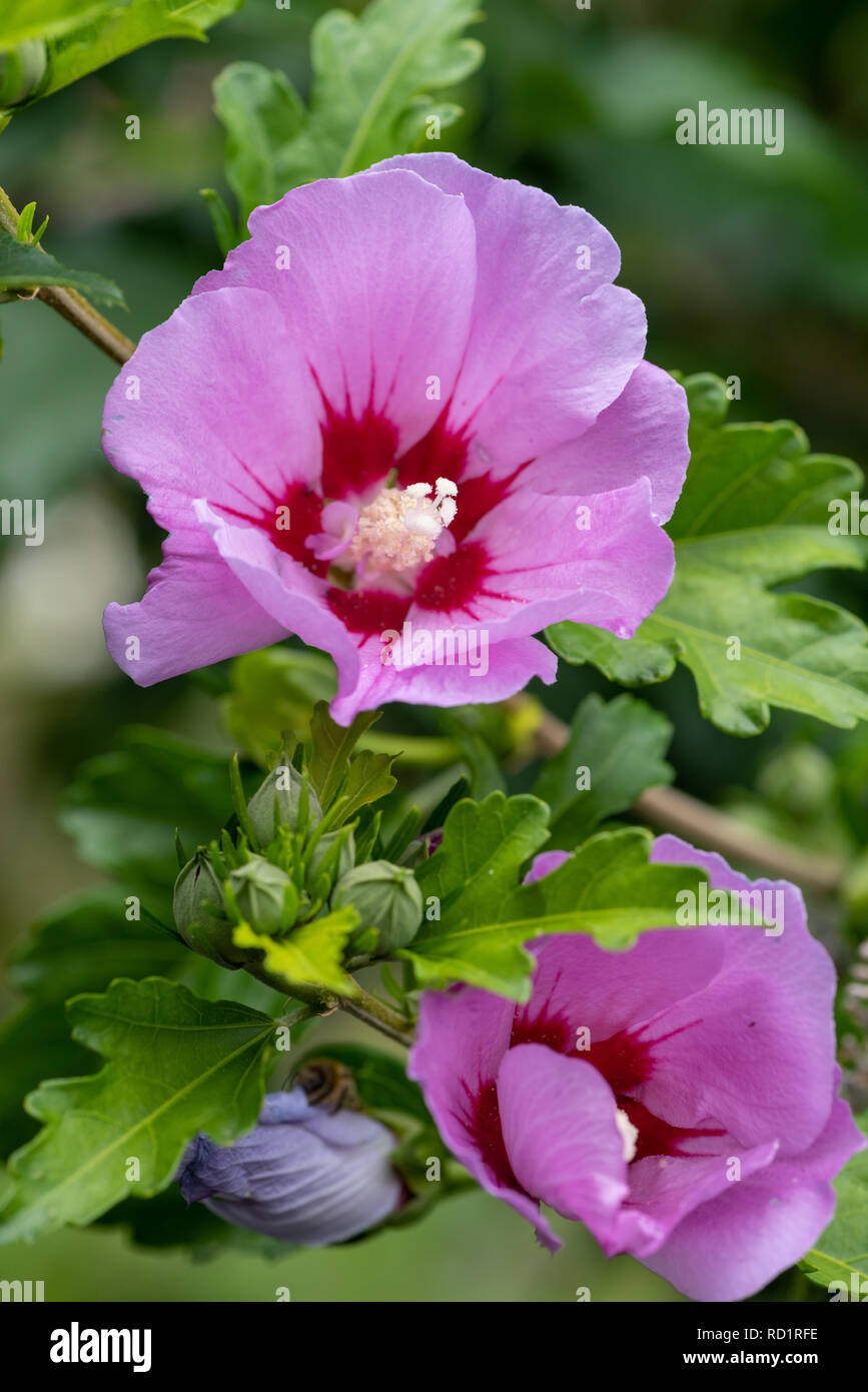 Busch shrub hi-res stock photography and images - Alamy