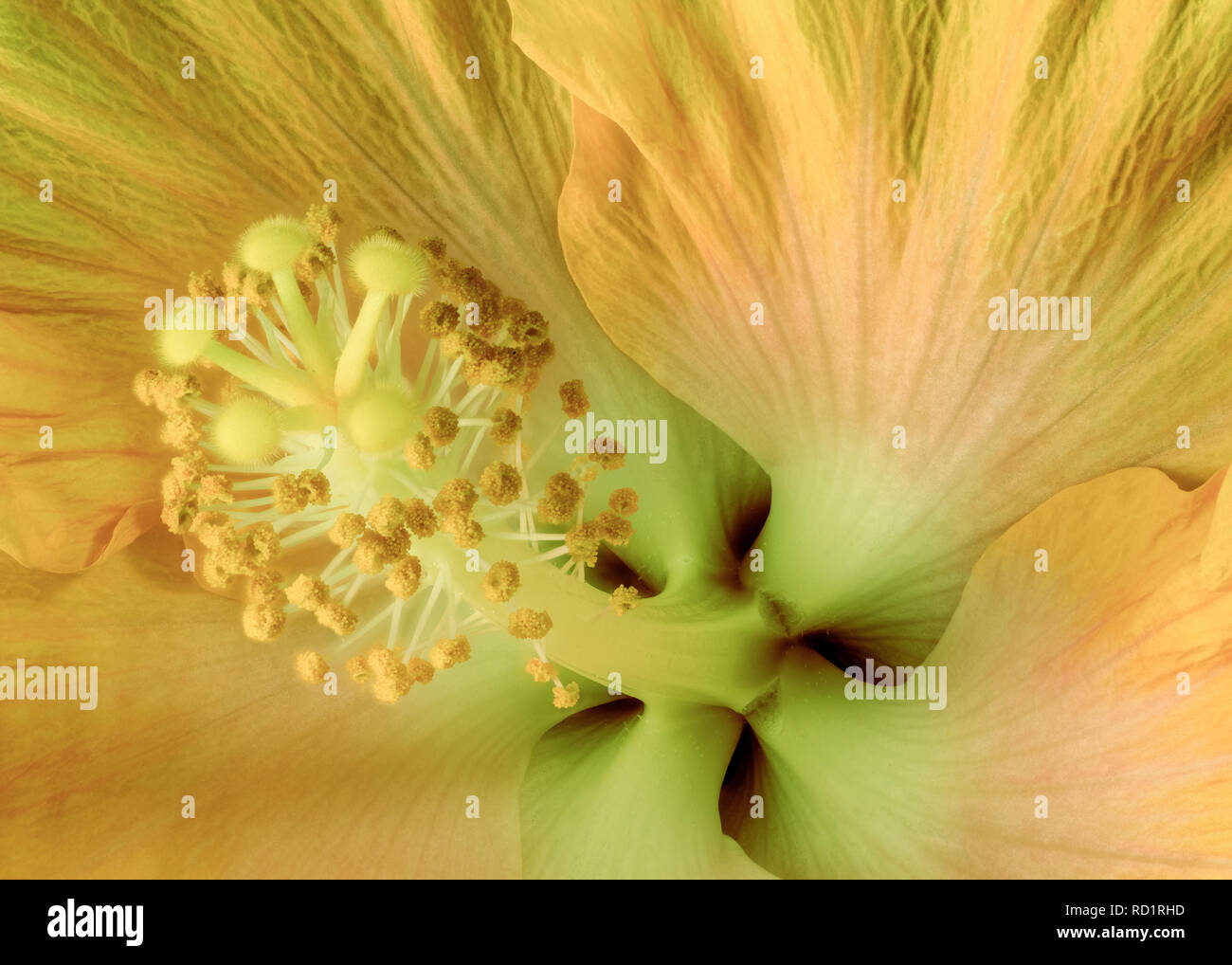Fine art still life floral pastel color macro flower image of the ...