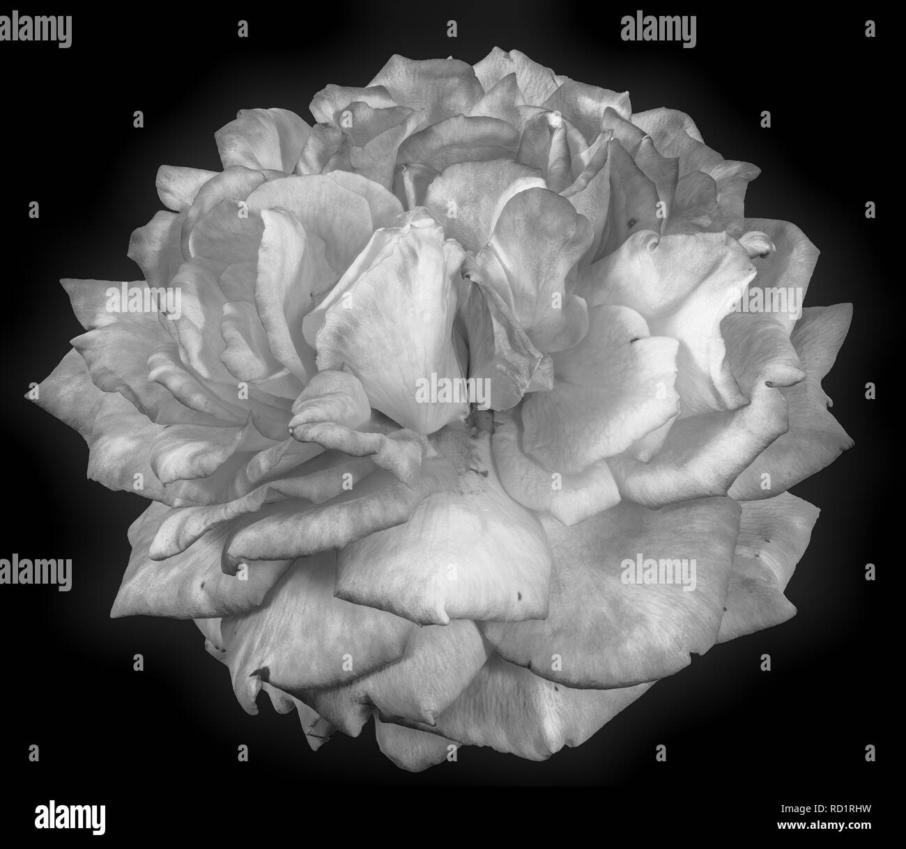 Fine art still life monochrome macro flower photography of an isolated ...