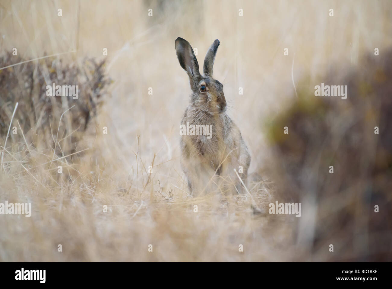 Rabbit on the meadow hi-res stock photography and images - Alamy