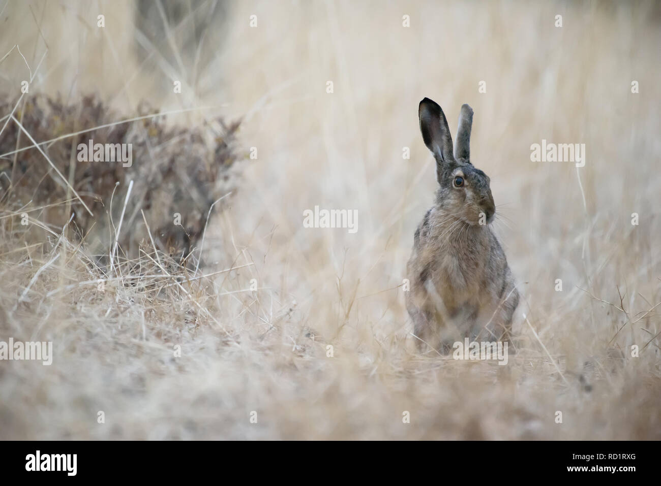 Rabbit on the meadow hi-res stock photography and images - Alamy