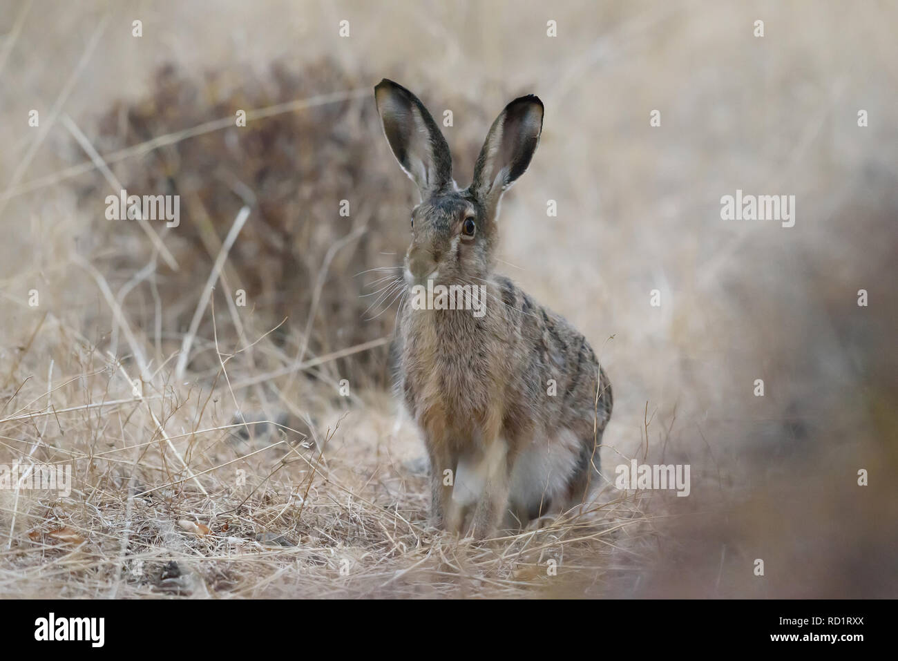 Rabbit on the meadow hi-res stock photography and images - Alamy