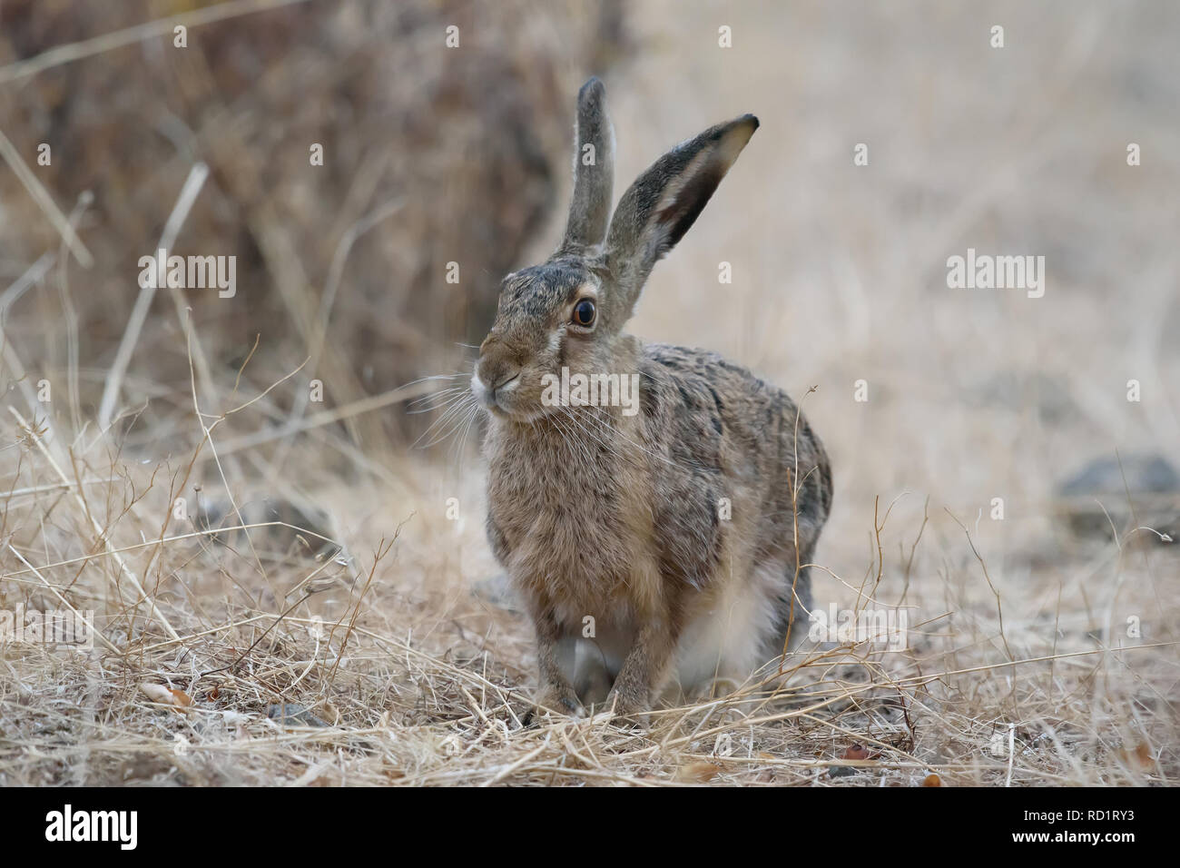 Rabbit on the meadow hi-res stock photography and images - Alamy