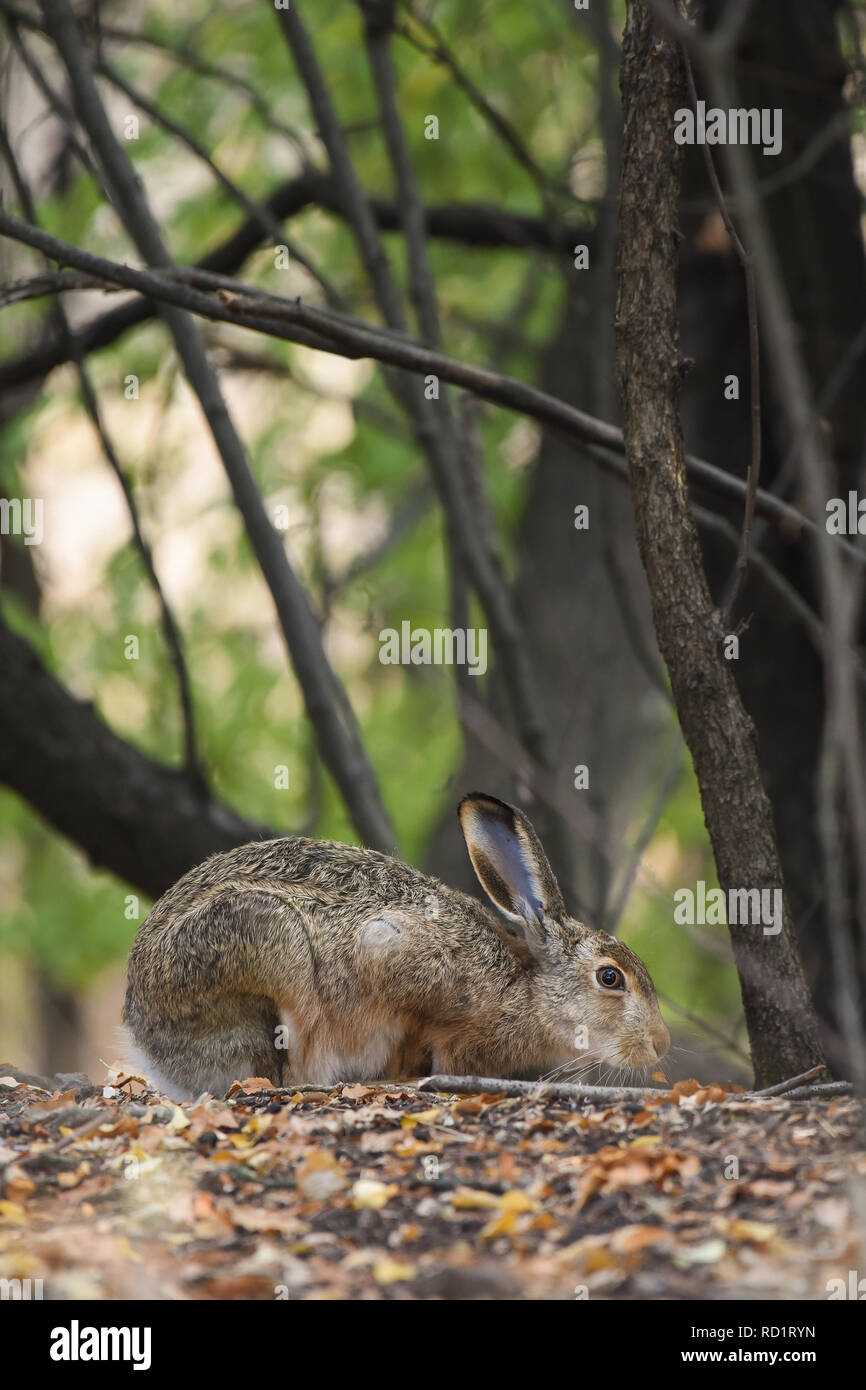 Wild rabbit in a forest Stock Photo - Alamy