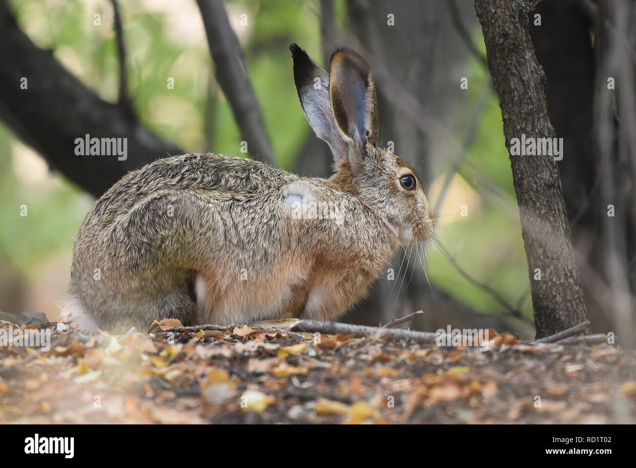 Wild rabbit in a forest Stock Photo - Alamy