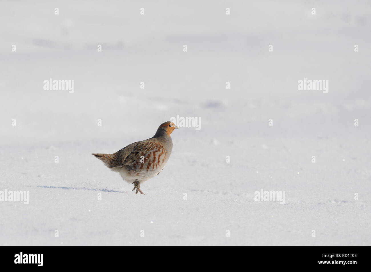partridge in the winter Stock Photo - Alamy