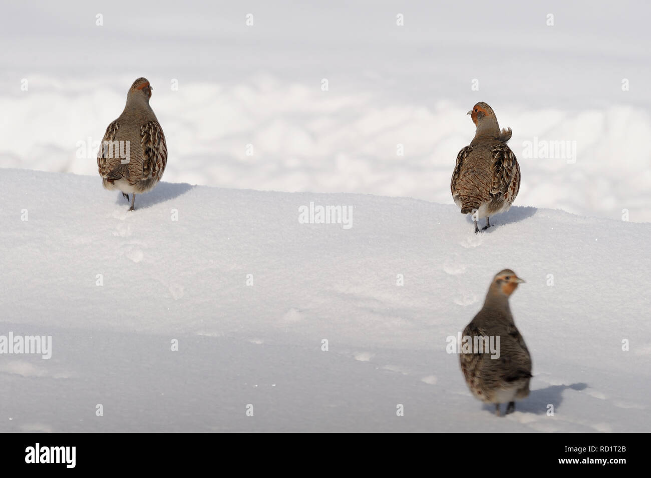 partridge in winter Stock Photo - Alamy
