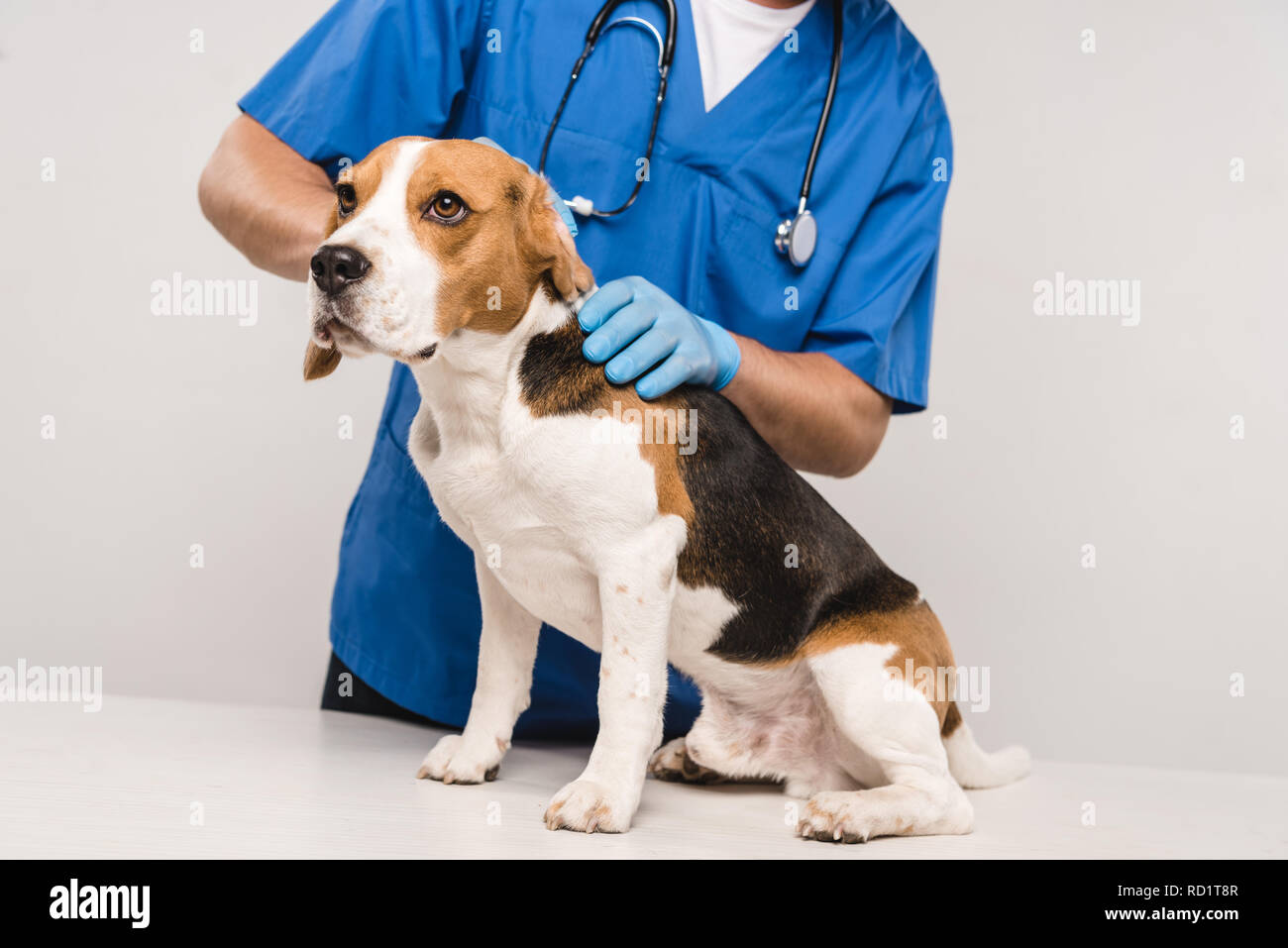 How Do You Use A Stethoscope For A Dog