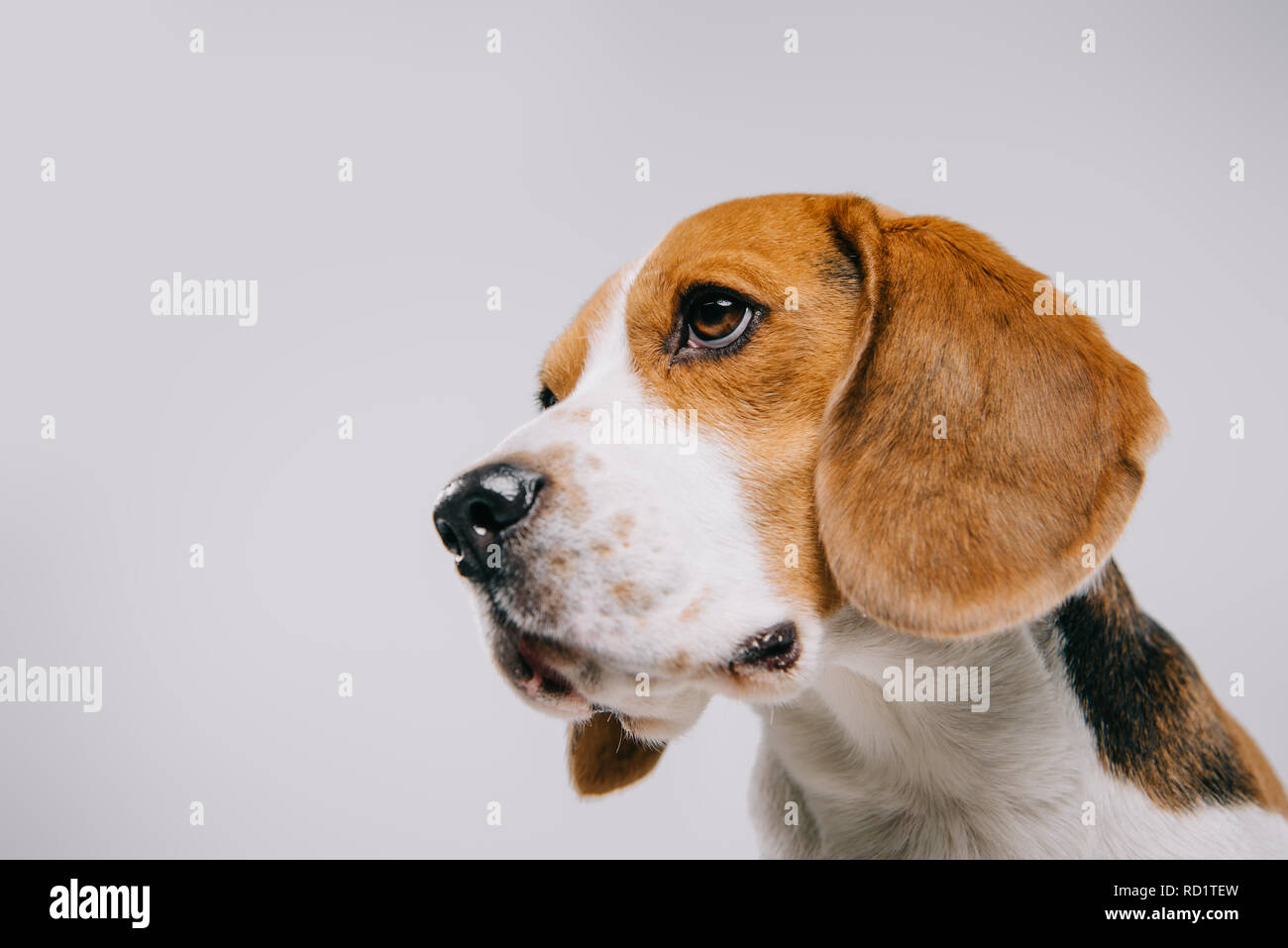 Purebred beagle dog hi-res stock photography and images - Alamy
