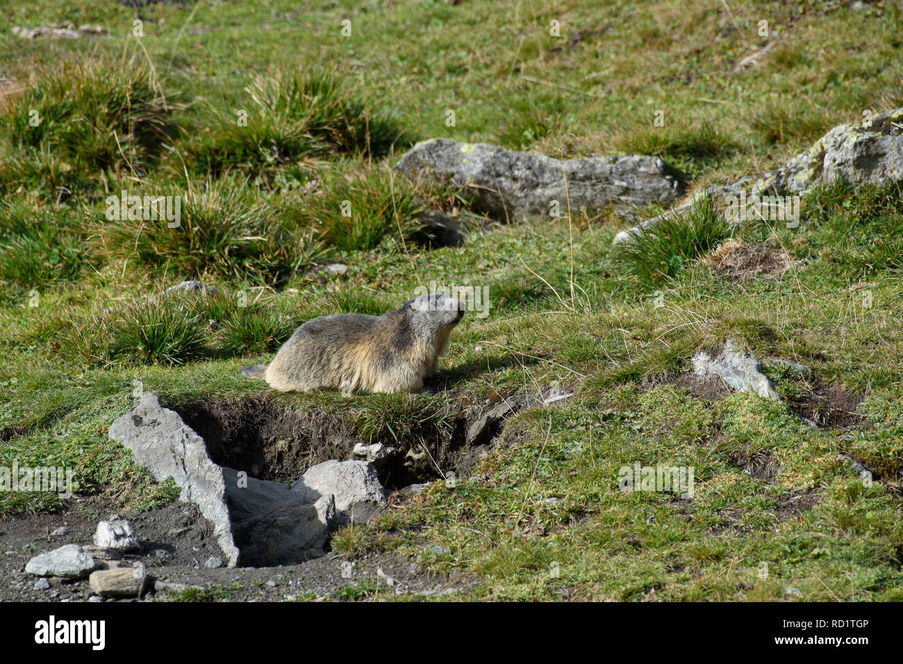 Marmot hunting hi-res stock photography and images - Alamy