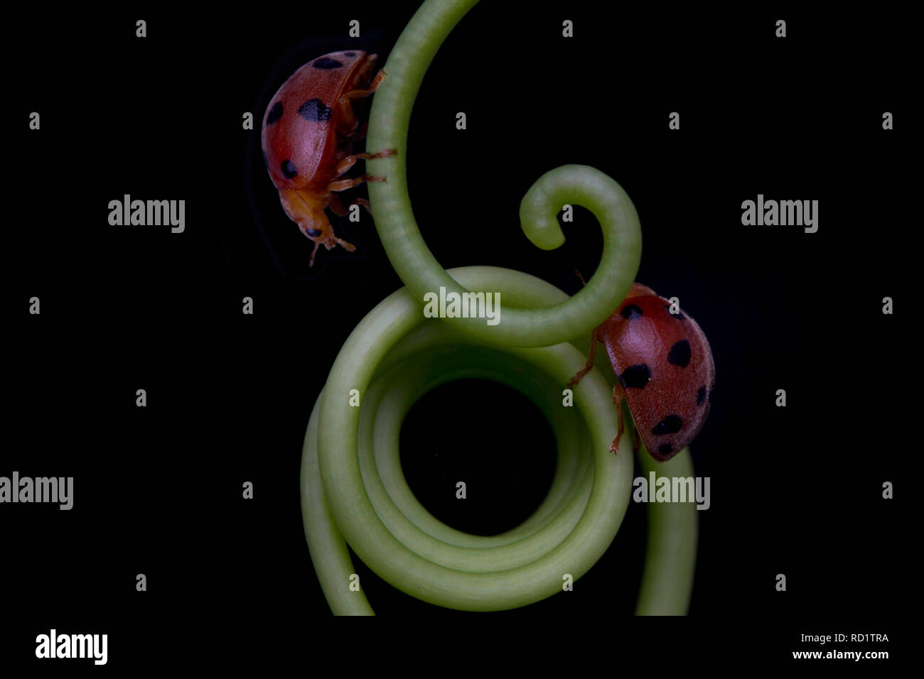 Ladybug side view hi-res stock photography and images - Alamy