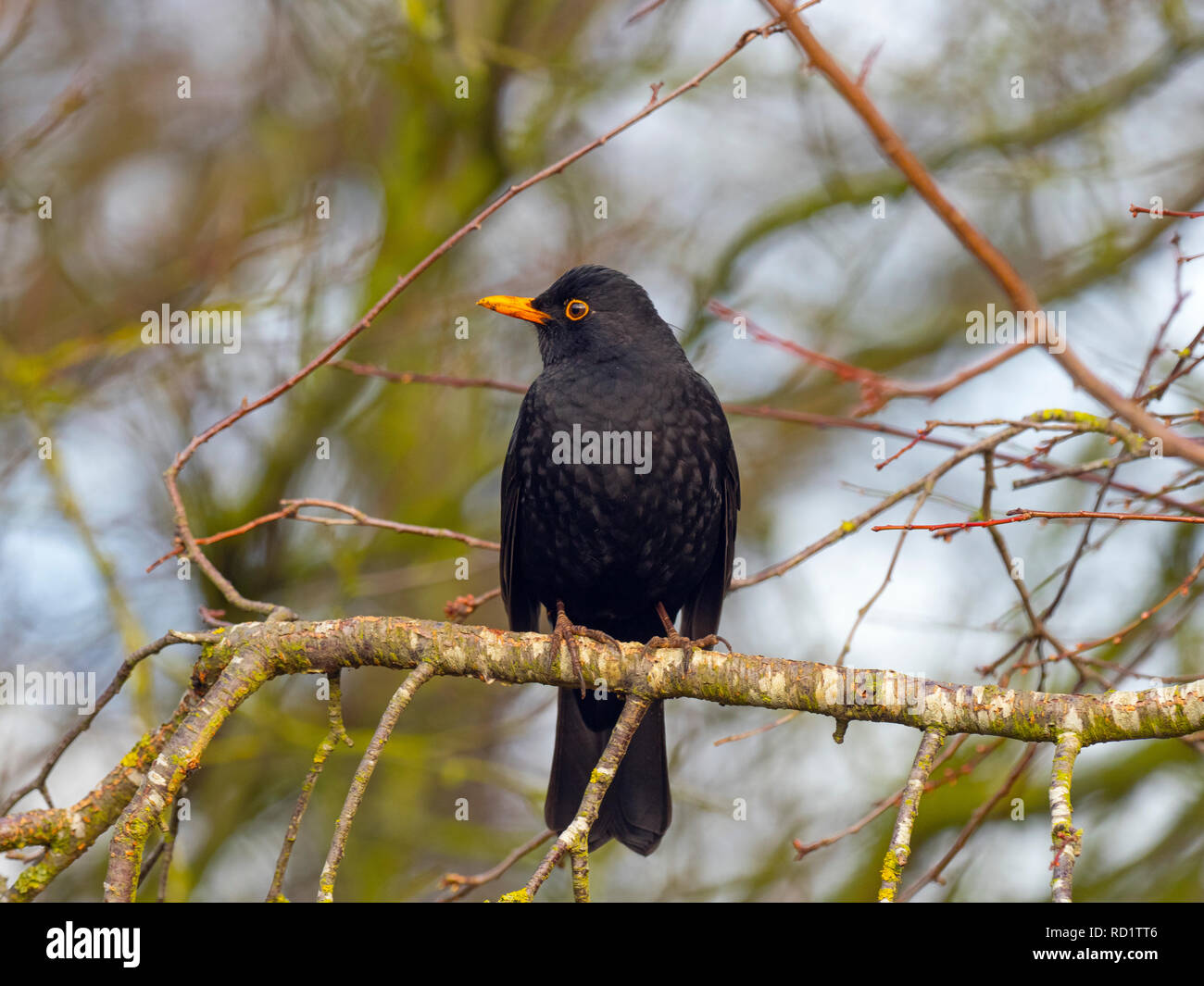 Black bird with yellow eye ring hi-res stock photography and images - Alamy