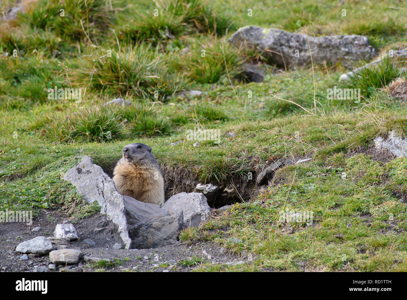 Marmot comes from his hole and looks cautiously Stock Photo - Alamy