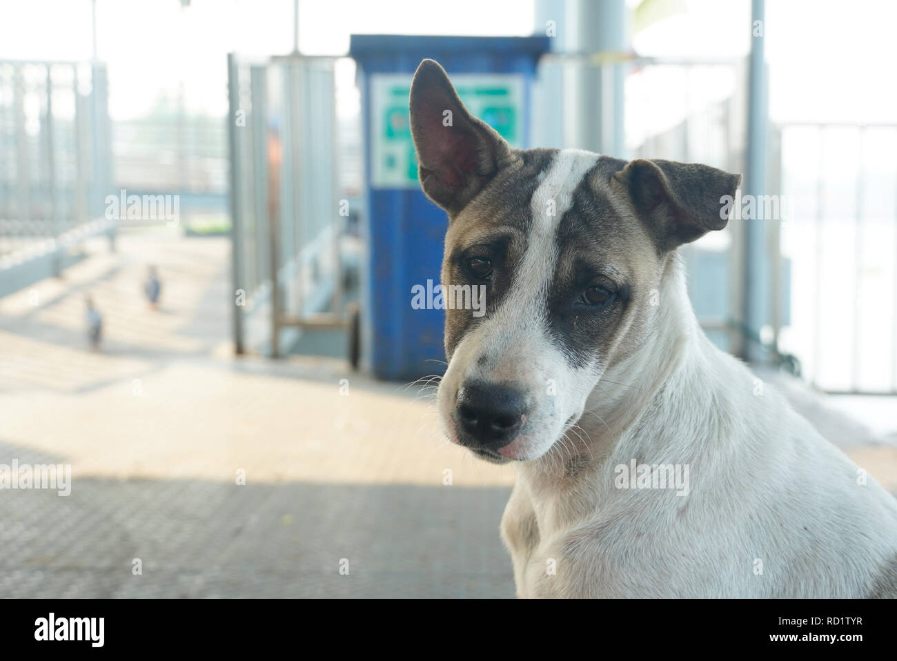 Pity eyes hi-res stock photography and images - Alamy