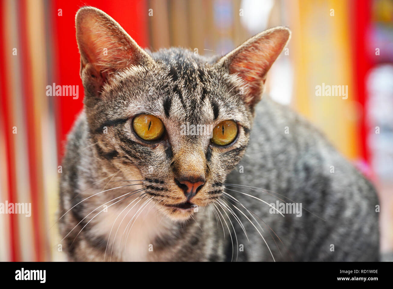 Close up of cat face hi-res stock photography and images - Alamy