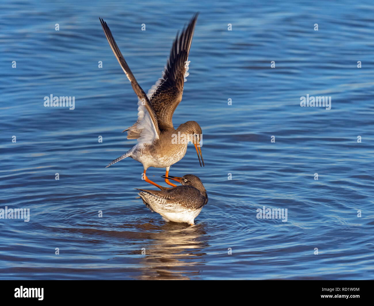 Tidal action hi-res stock photography and images - Alamy
