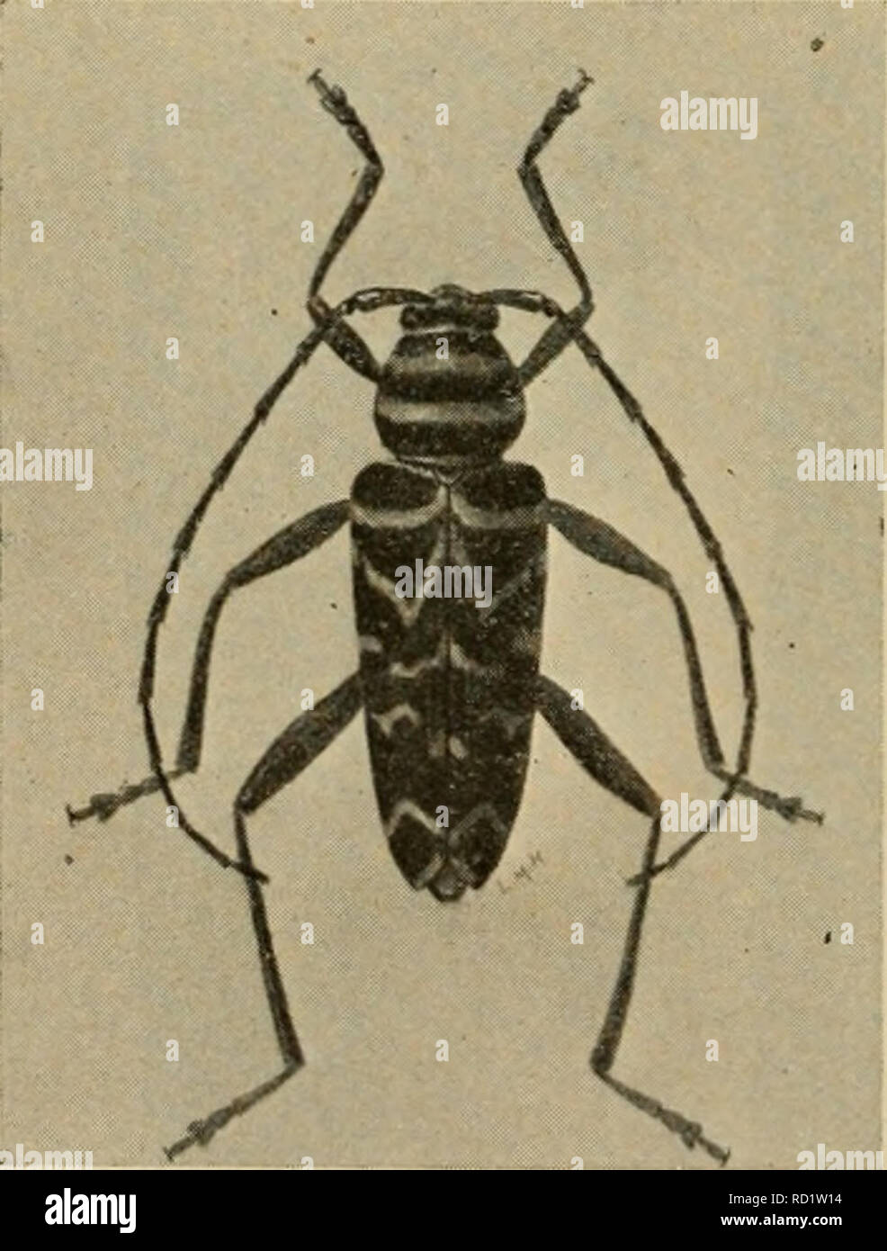 . Elementary entomology. Entomology. Fig. 234. Thehickorv-borer ...